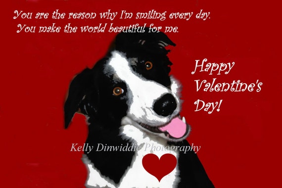 Border Collie Valentine's Day Card by KellyKatGreetings on Etsy