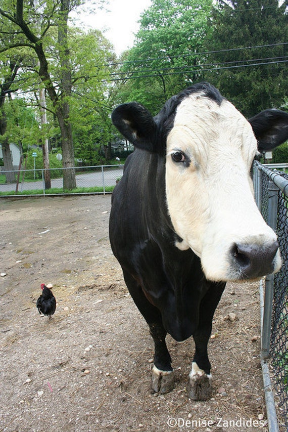 Cow and Chicken Photo