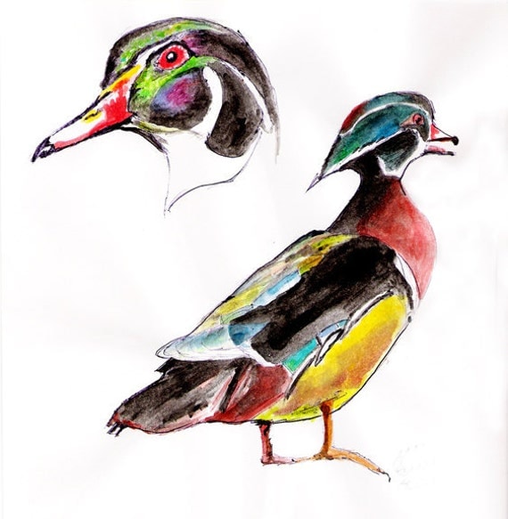Items similar to Drawing Illustration Wood Duck - small sketch on Etsy