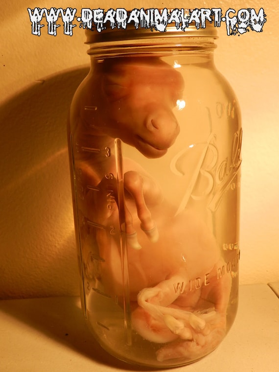 Preserved Small Horse Fetus Specimen