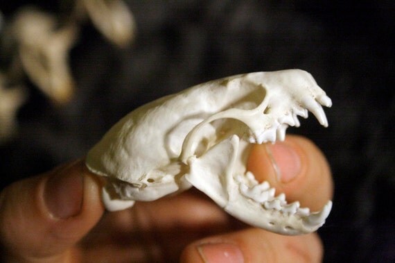 Mink Skull Grade A Real Bone Teeth Taxidermy B918