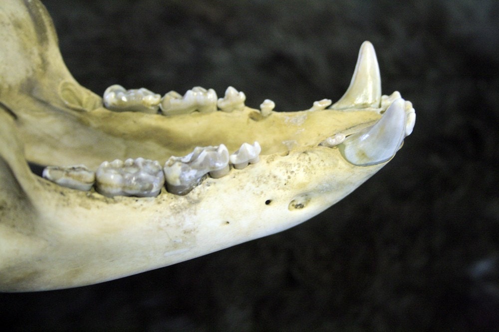 Black Bear Jaws Teeth Real Bone Grade A