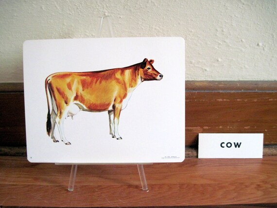 1960s Jersey COW Illustration Poster vintage HUGE