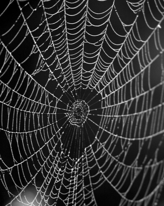 Items similar to The Spiders Web - An affordable art photography print ...