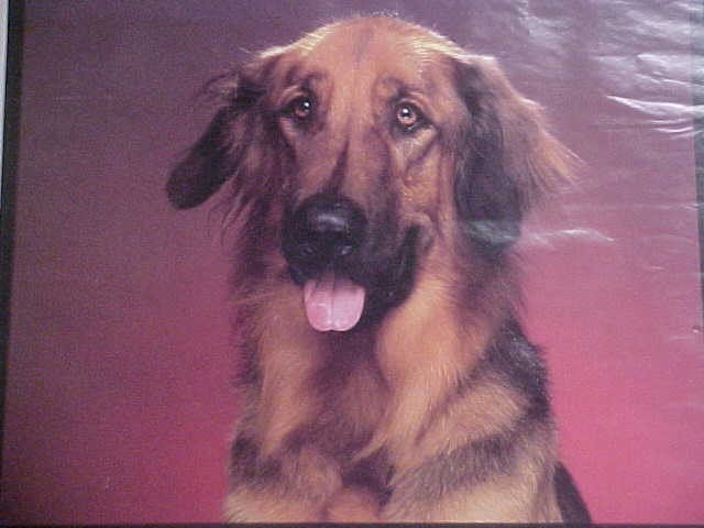 Original 1987 Strohs Beer Alex the Dog Poster