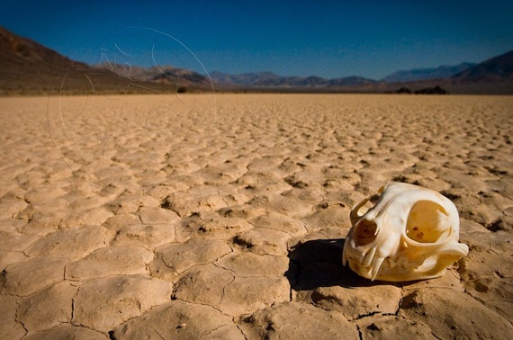 Items similar to Deadly Desert 8x12 Premium Lustre Print on Etsy