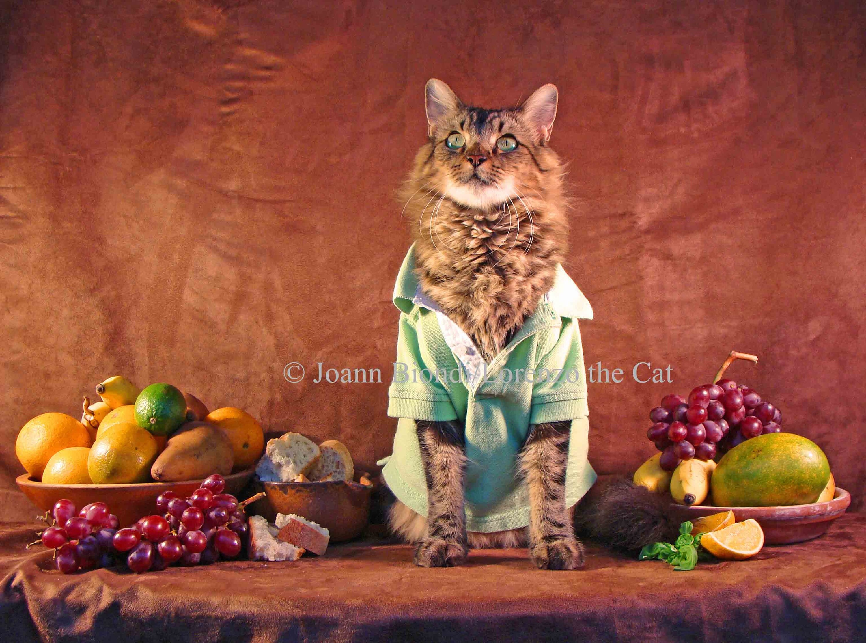 Still Life with Cat 5 x 7 print