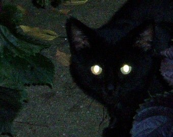 Spooky black cat art print 7.5x10 Nightmare: Creepy cat