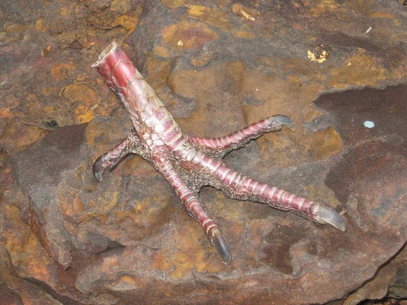 WILD TURKEY FOOT by SpiritsOfTheForest on Etsy