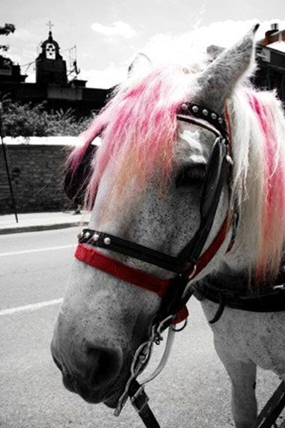Punk Horse 4x6 Print