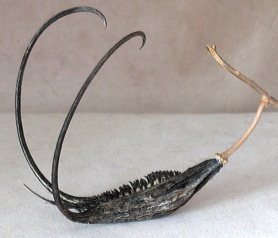 Devil's Claw Natural Seed Pods from Arizona 12