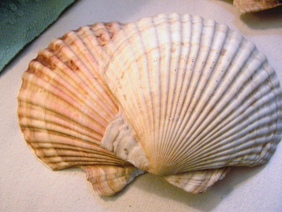 Huge Sea Shells white cream and tan large scallop shell