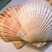 Huge Sea Shells white cream and tan large scallop shell