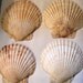 Huge Sea Shells white cream and tan large scallop shell