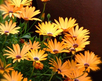 Mustard color flower | Etsy