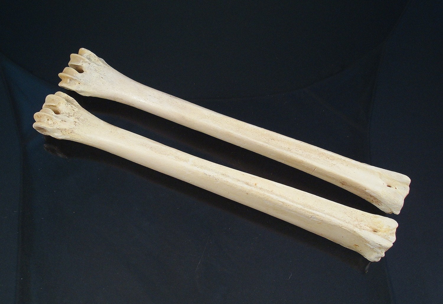 Deer Leg Bones Deer Leg Bones
