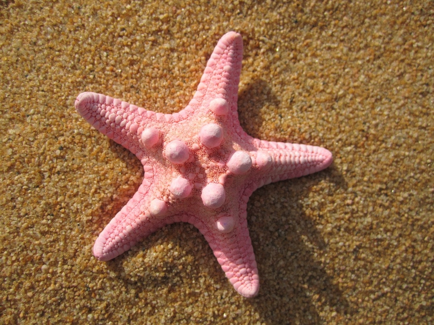 pink starfish | Everything pink, Pink, Pale pink
