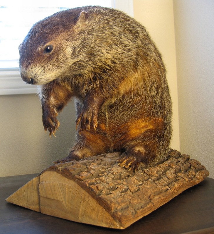 Real Groundhog Full Body Taxidermy Mount