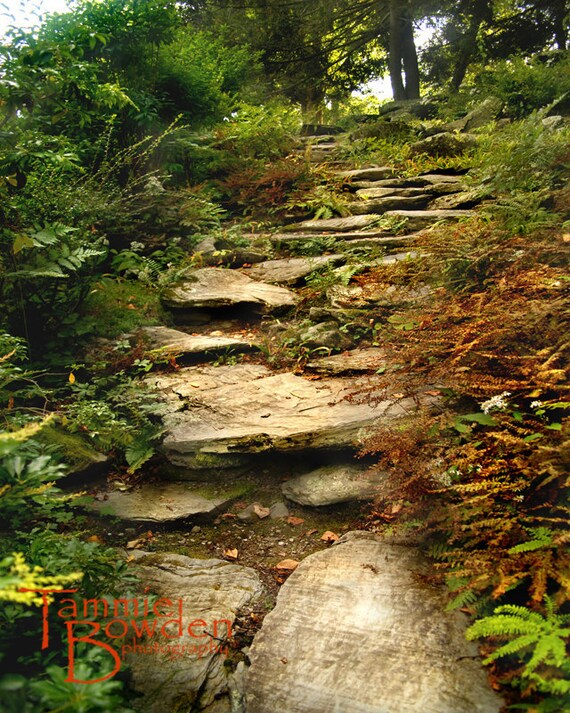 Forest Steps Original Photograph Woodland Adventure Hike