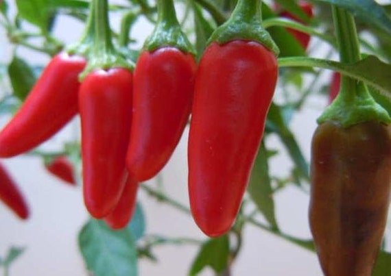 Organic Serbian Devil chili pepper seeds homegrown