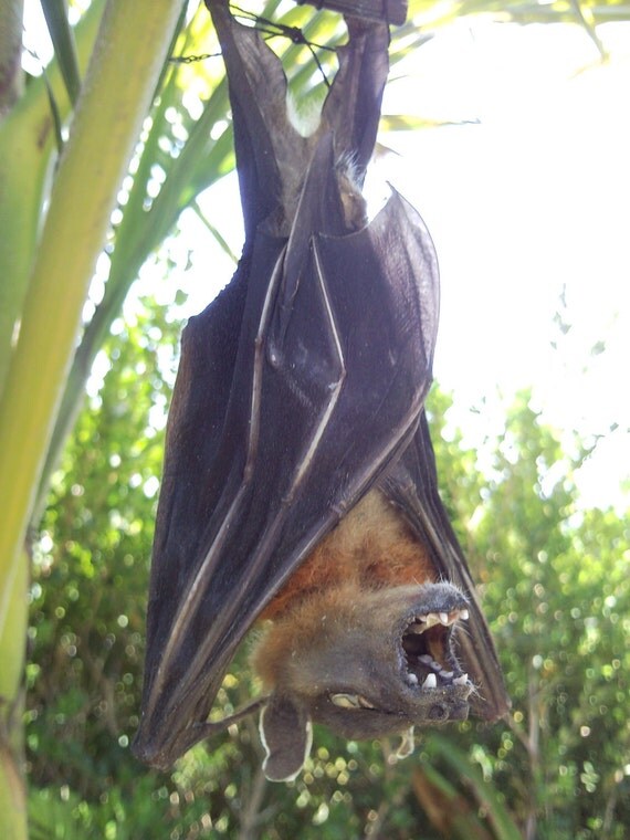 Sleeping Twilight Wolf Bat SHIP FREE