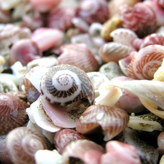 Items similar to She Sells Seashells by the Seashore - 8x8 Fine Art ...