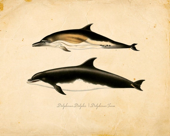 Vintage Dolphins Print 8x10 P96