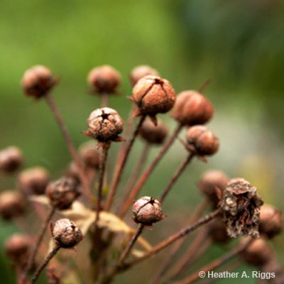 Flower Pods Square Photograph Green Nature spring fall