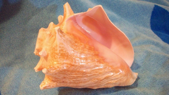 Large Vintage Conch Shell Horn Trumpet