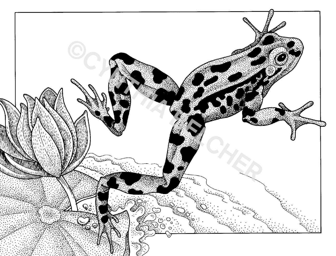 Pin by Светлана Коршунова on Отрисовки | Frog drawing, Ink pen drawings ...