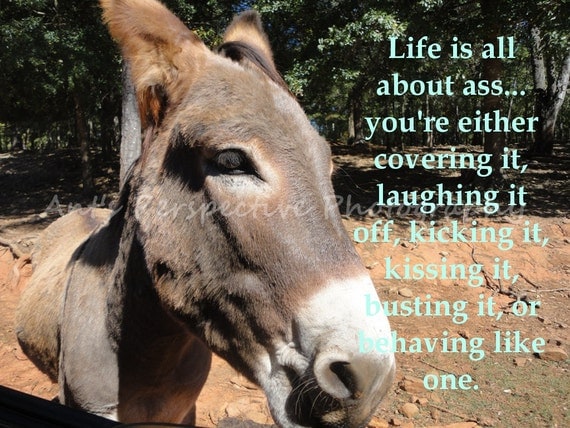 Mule Sayings Quotes. QuotesGram