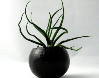 Mini Air Plant Pod with Air Plant // Copper by seaandasters