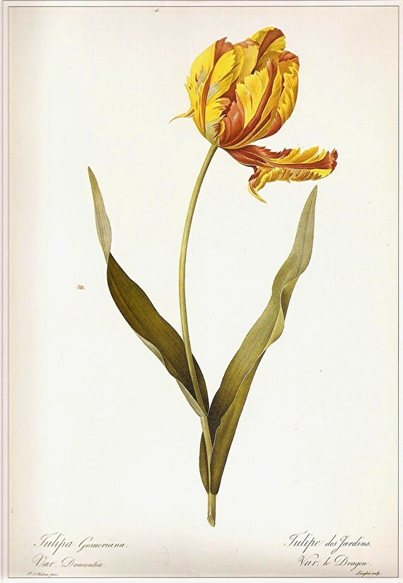 Redoute Botanical Tulip Print Vintage 1990 Art Original Book