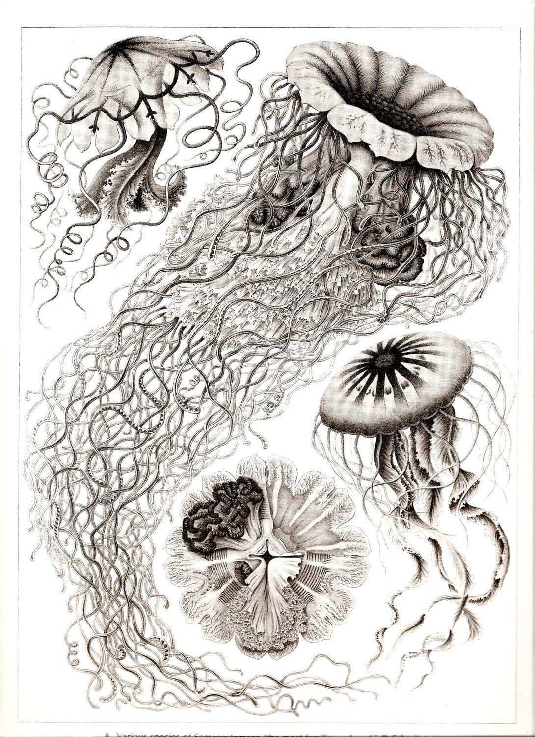 Vintage Print 1974 Ernst Haeckel Jellyfish Art Print