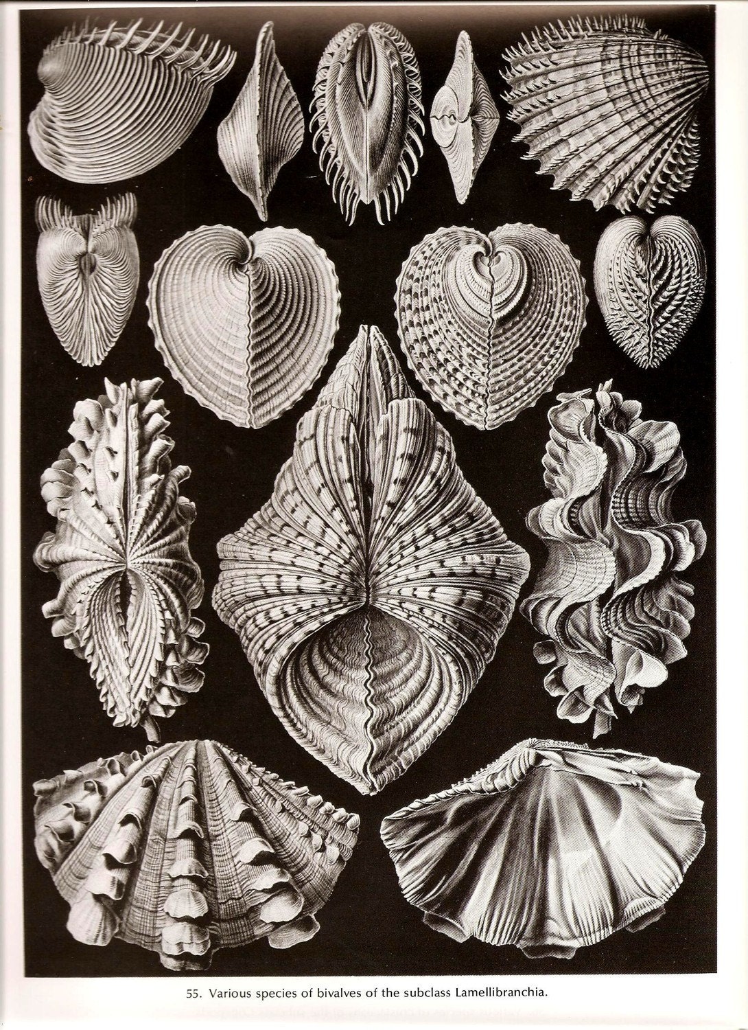 Ernst Haeckel SEA SHELL Art Print Beautiful Frameable