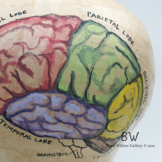 Brain Lobes Diagram Model Head Mannequin Art Display Wig Hat