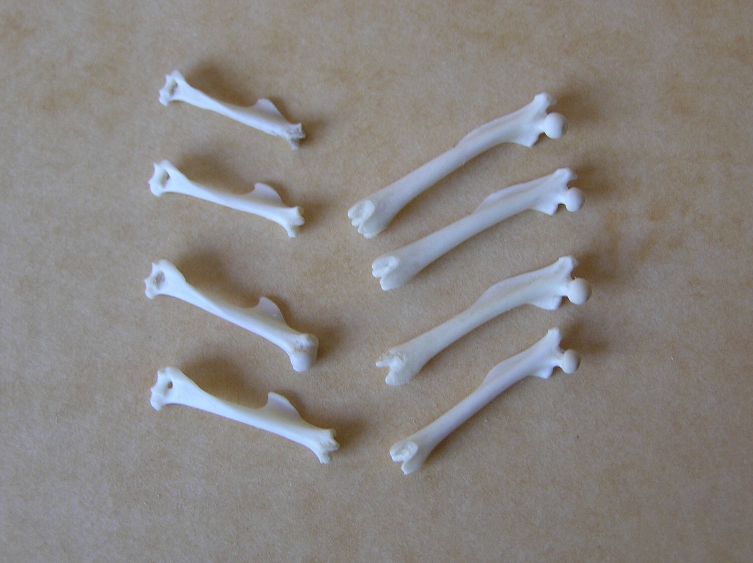 8 Rodent Bones Humerus and Femur