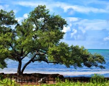 Popular items for shade tree on Etsy