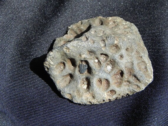 Alligator Osteoderm Scute with imbedded fossil shark tooth