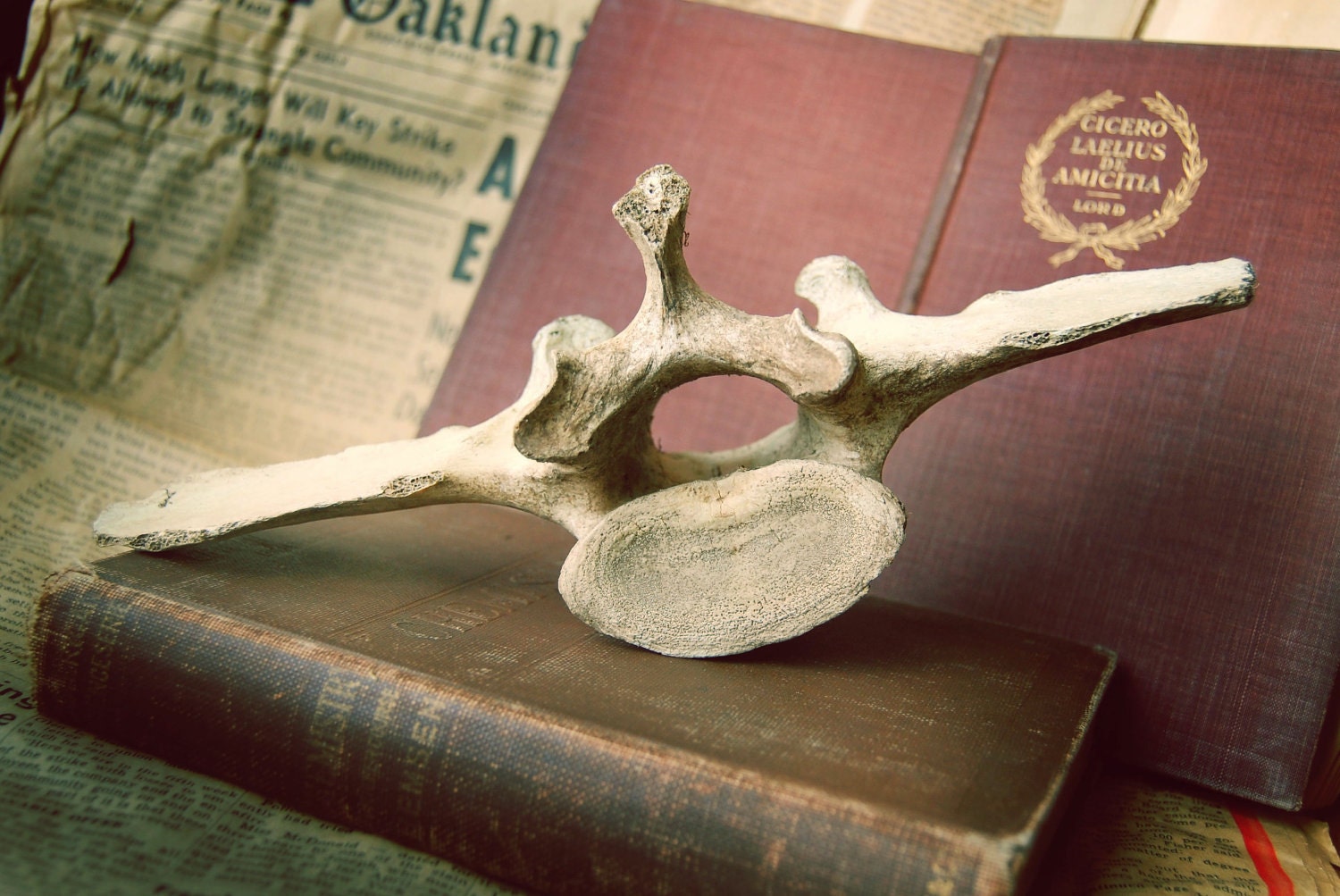 OLD Large Cow Vertebrae