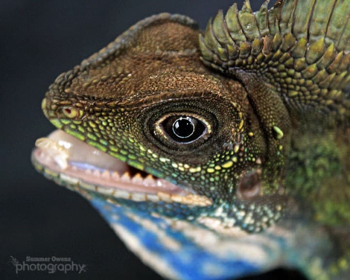 Crested Lizard Photograph Giant Forest Dragon by summerowens