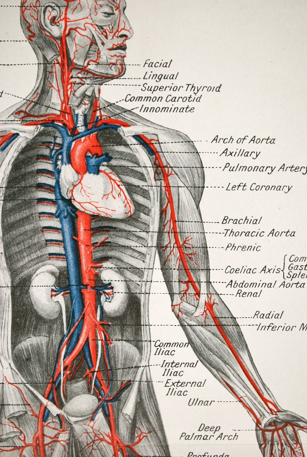 Anatomical Drawing Of Human Body Figure Drawing Proportion And