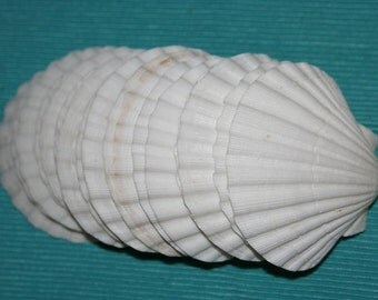 Irish sea shells | Etsy