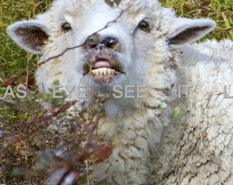Smiling sheep | Etsy