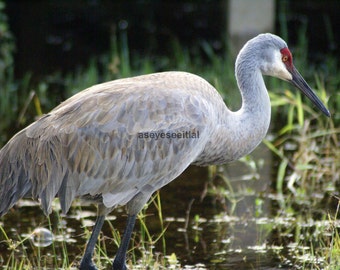 Sandhill Crane bird with patterns 11X17 print brightly