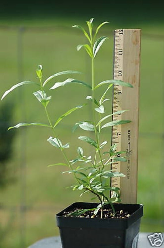 Heimia Salicifolia Live Plant Sinicuichi Sun Opener