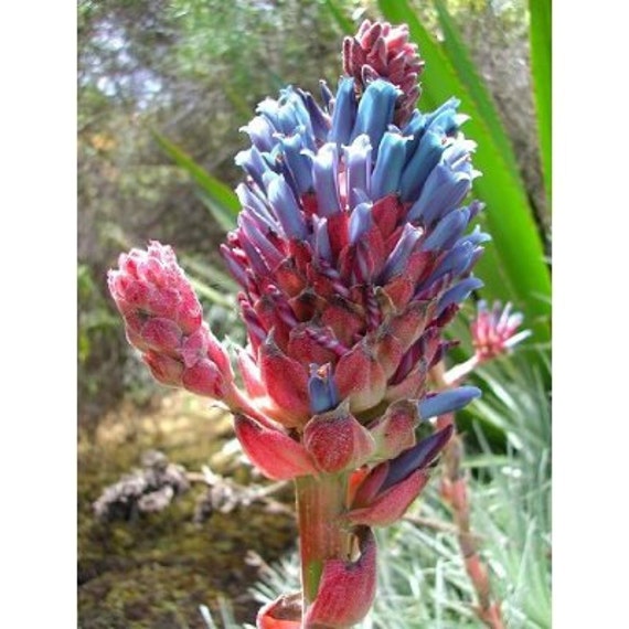 15 Giant Puya Coerulea Seeds-1048A