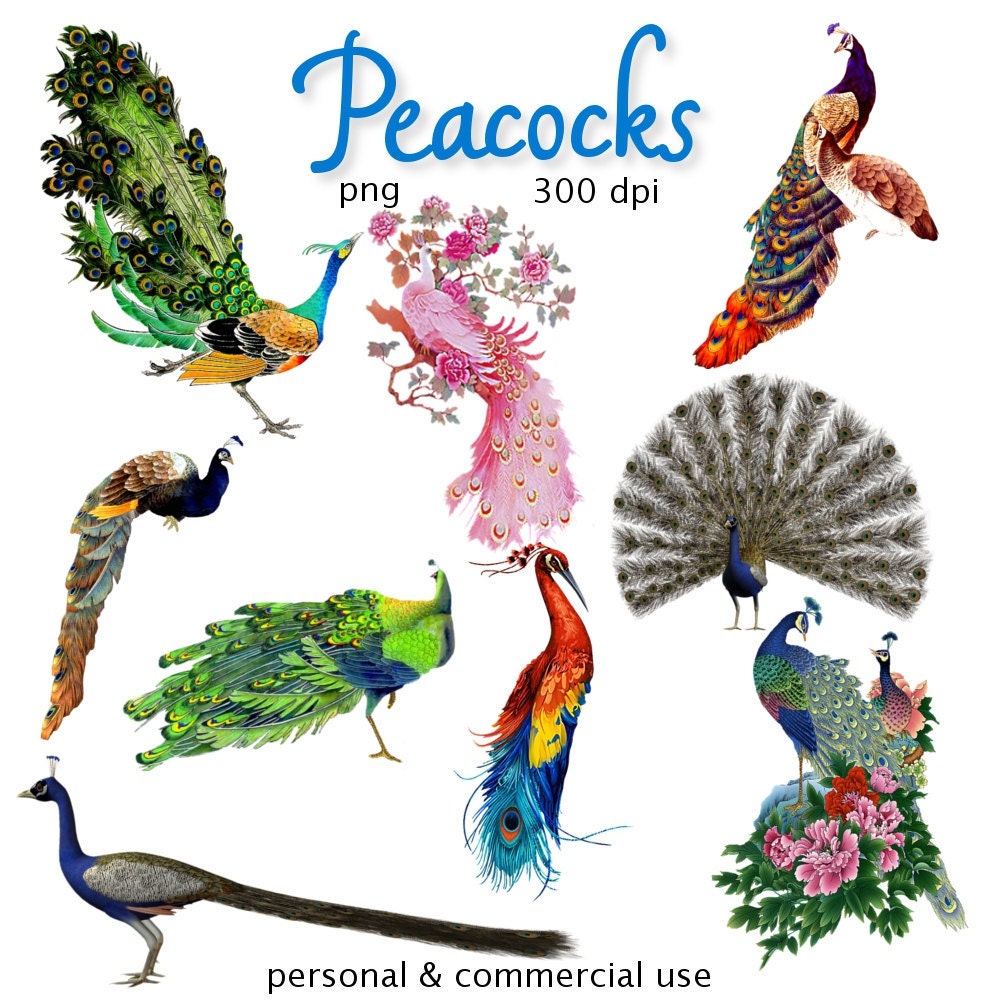 Clip Art: Peacocks Png Digital Images no 036