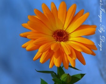 Popular items for irish flowers on Etsy