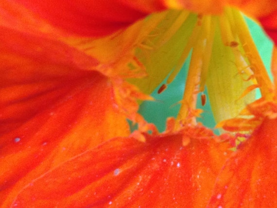 Items similar to Orange Anatomy of a Blossom Art Photo Print on Etsy